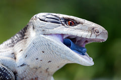 Blue Tongue Skink Bite