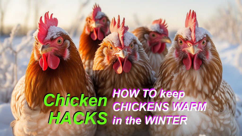 How to Care for Chickens in Winter – The Critter Depot