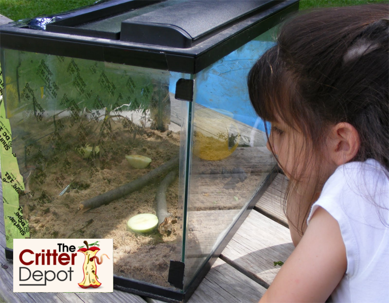 How to Make The Perfect Cricket Habitat – The Critter Depot