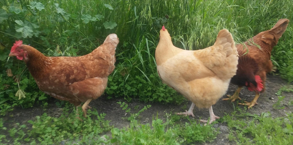 Farm Fresh Chicken Meat vs Store Bought – The Critter Depot