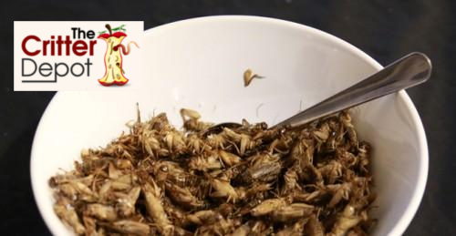 How To Raise Healthy Crickets – The Critter Depot