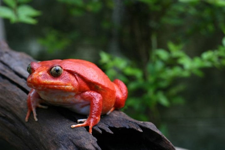 Tomato Frog Care Guide – The Critter Depot