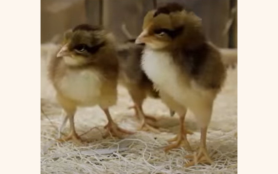 Live Baby Chicks Delivered - Free Shipping – The Critter Depot