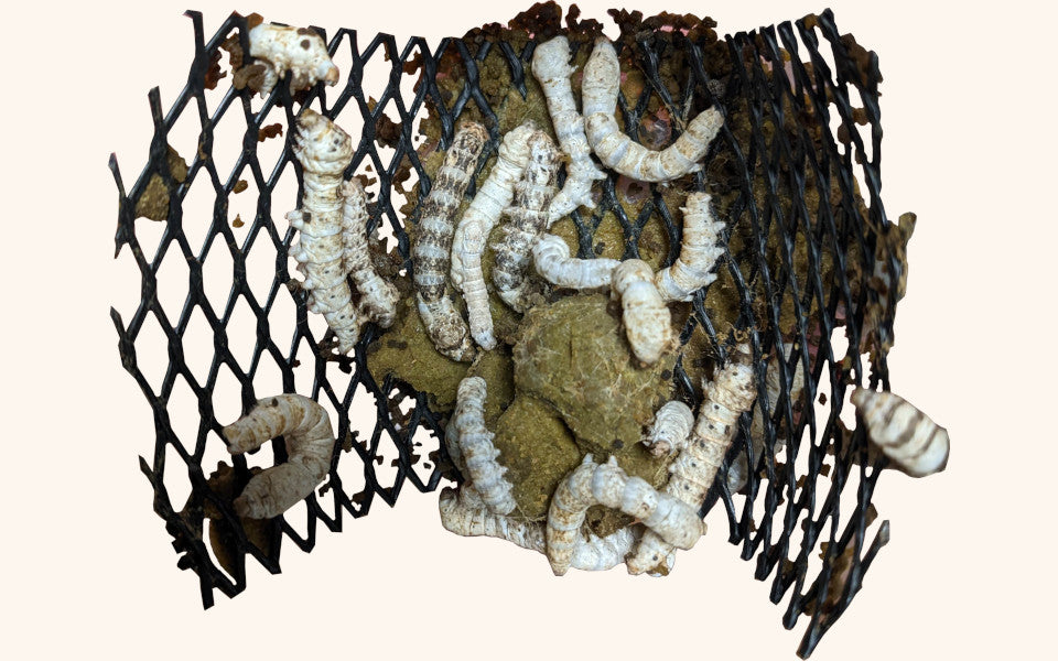 Silkworms For Sale - Free Shipping – The Critter Depot