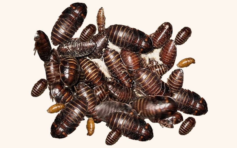 Orange Head Roaches for Sale - Free Shipping – The Critter Depot